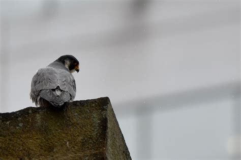 peregrine update southwest pa 31 mar 2023 outside my window
