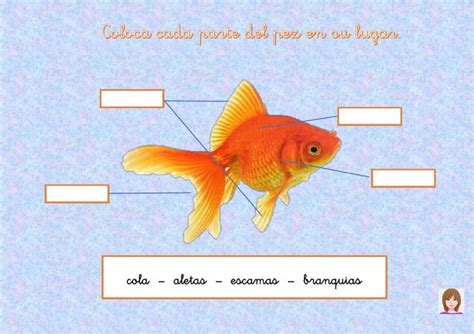 Partes De Un Pez Interactive Worksheet Partes De Un Pez Partes De La