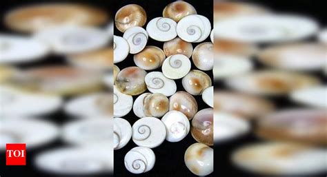 Gomti Chakra What Is Gomti Chakra And Its Benefits The Times Of India