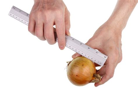 농부는 분리된 눈금자를 사용하여 양파 전구의 크기와 품질을 확인합니다 격리 가냘픈에 대한 스톡 사진 및 기타 이미지 가냘픈 각도 개념 Istock