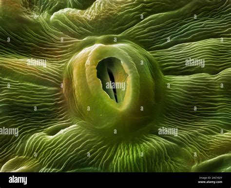 Scanning Electron Micrograph Sem Of A Open Stoma On An Ash Tree Leaf