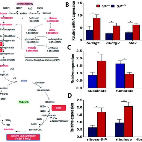 Effect Of Stromal Sparc On Tca Cycle And Pentose Phosphate Pathway Download Scientific Diagram