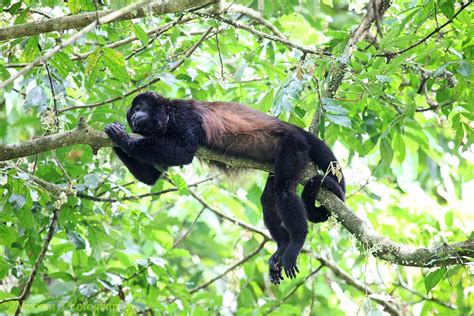 Mantled Howler Monkey Profile Facts Adaptations Primates Park