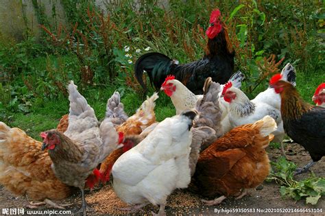 鸡摄影图 家禽家畜 生物世界 摄影图库 昵图网