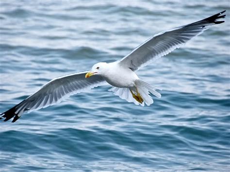 Animal Classification Ppt