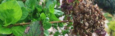 How To Prune Hydrangea Australian Plants Online