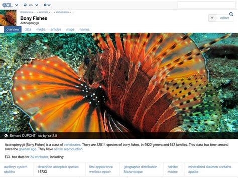 Encyclopedia Of Life Spiny Rayed Fishes Handout For 9th 10th Grade