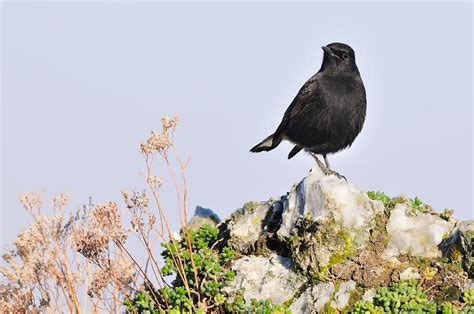 Juanma Hernández · Fotografía De Naturaleza · Galería De Aves · Passeriformes