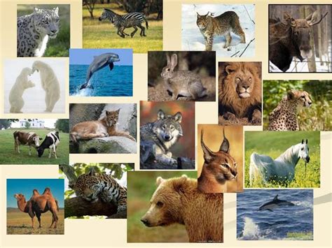 Ряди ссавців — класифікація та таблиця з представниками