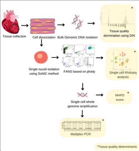 Schematic Of Approach For Tissue Download Scientific Diagram