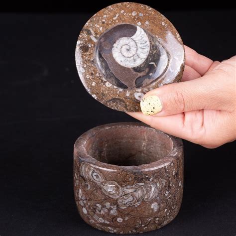 Casket With Fossil Sediments Fossil Fragment Ammonite And Orthoceras 80 Mm 80 Mm Catawiki