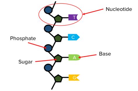 Dna Questions And Revision Mme