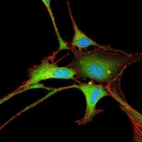 anti enolase 2 neuron specific enolase polyclonal novus biologicals