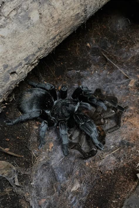 11 Facts About Brazilian Black Tarantula