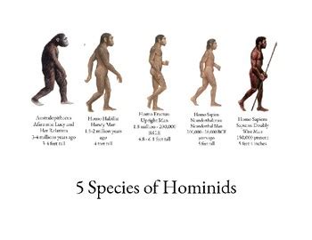 What Did The First Hominids Look Like