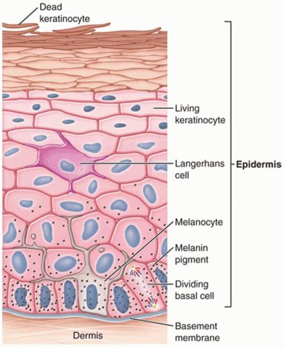 Skin Structure And Function The Human Epidermis Evolves