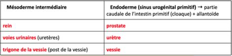 4 Embryologie Cartes Quizlet