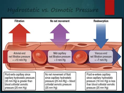 Body Fluids Ppt Pdf Dr Rafea Al Fayyadh Muhadharaty