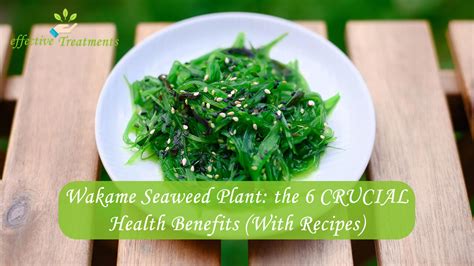 Wakame Seaweed The 6 Crucial Benefits With Recipes