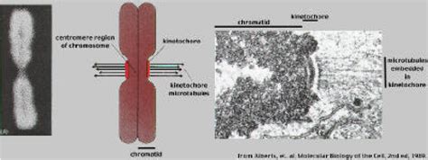 The Centromere The Centromere Is Seen As The Largest Constriction On A