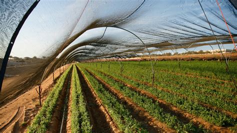 Apa Itu Paranet Fungsi Dan Cara Perawatannya Maximanet Supplier Terpercaya Jaring Peneduh