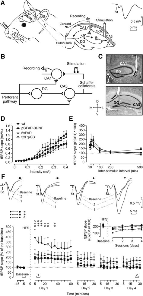 In Vivo Hippocampal Synaptic Plasticity In Wt Pgfap Bdnf 5xfad And
