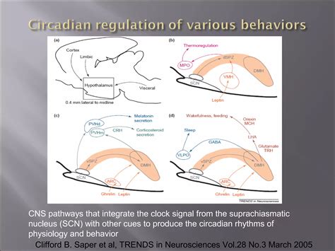 Hypothalamic Regulation Of Visceral And Brain Functions Ppt