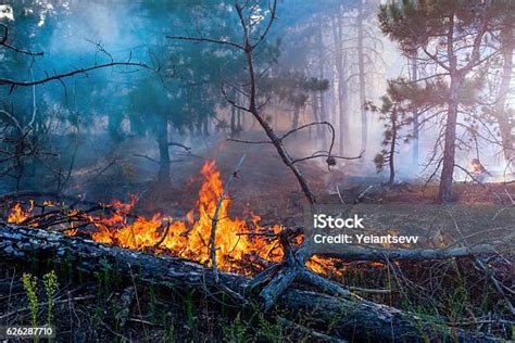 Kebakaran Hutan Pohon Tumbang Dibakar Sampai Ke Tanah Foto Stok Unduh