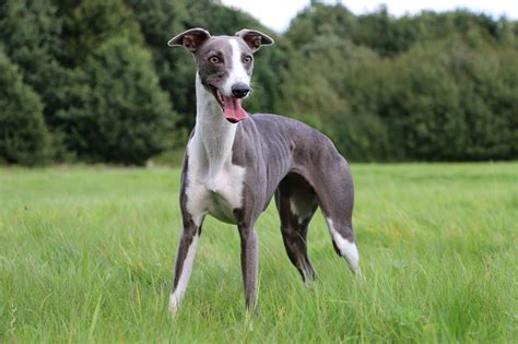 Whippet Breed Profile Petsure