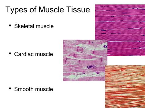 Muscle Histology By Dr Armaan Singh Ppt