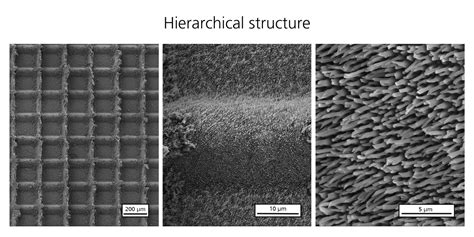 Inspired By The Gecko Better Adhesion Properties Of Plastics Through