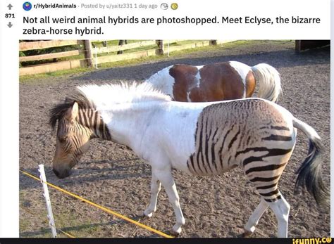 Zebra Memes Best Collection Of Funny Zebra Pictures On Ifunny