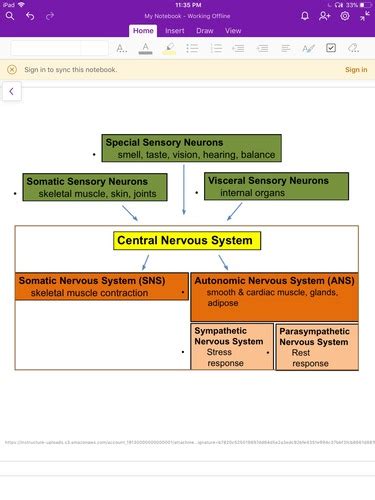 Motor System Flashcards Quizlet