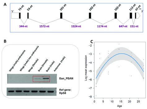 Pheromone Biosynthesis Activating Neuropeptide Pban Expression In B