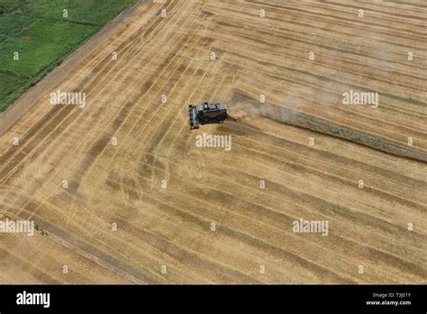 Harvesting Wheat Harvester Agricultural Machinery In Operation Stock