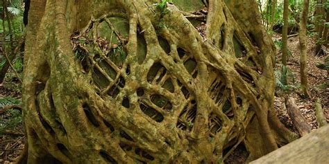 Rainforest Strangler Fig Strangler Fig Amazing Adaptations