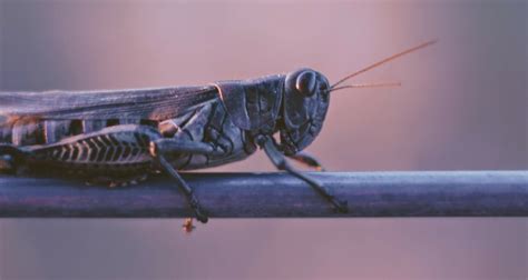 The Locust Eaten Past Sermons And Articles