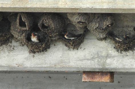 250 Golondrina Risquera Fotografías De Stock Fotos E Imágenes Libres