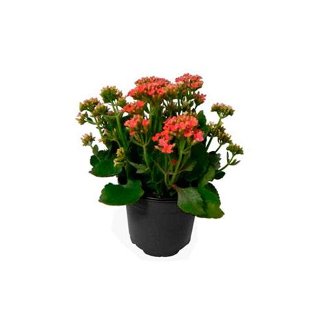 Kalanchoe Vivero El Escorial Viveros En Monterrey
