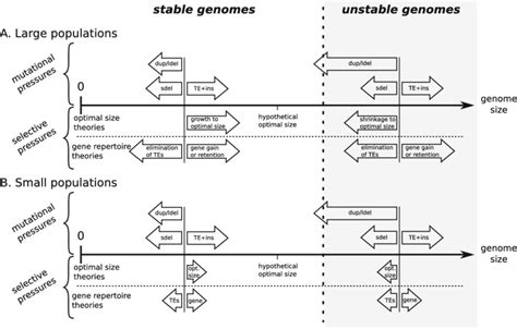 Sketch Of Mutational Pressures And Selective Pressures According To The Download Scientific