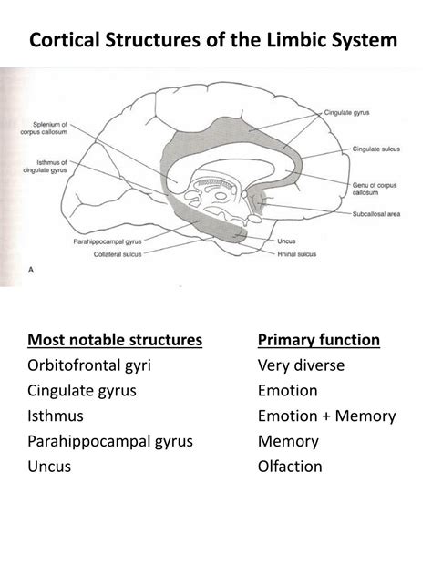 Ppt Cortical Structures Of The Limbic System Powerpoint Presentation
