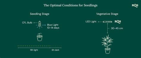 Learn How And When To Transplant Weed Seedlings Rqs Blog