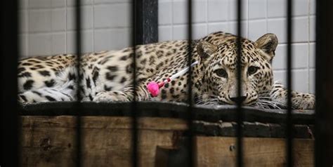 آخرین وضعیت پلنگ‌های باغ وحش ارم تیرماه موعد زایمان کیجا