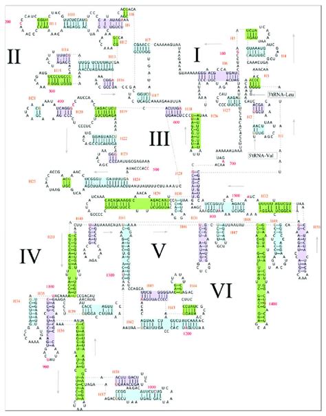 Predicted Secondary Structure Of The 16s Rrna In E Scripta Kzl15