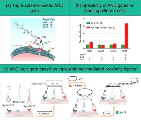 A Scheme Of Triple Aptamer Based And Logic Device For Target Cell Download Scientific Diagram
