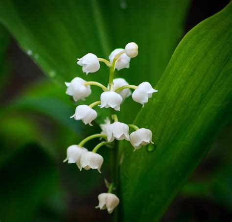 Lily Of The Valley Flower Meaning Spiritual Symbolism Color Meaning