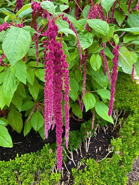The Love Lies Bleeding Plant Also Called Amaranthus Caudatus