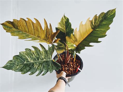 Philodendron Caramel Marble Plnt