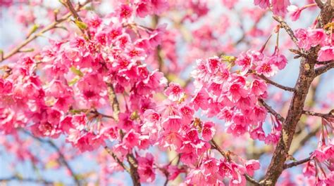 Premium Photo Pink Cherry Blossom Sakura In A Garden