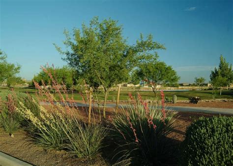 Rancho Sahuarita Aaa Landscape